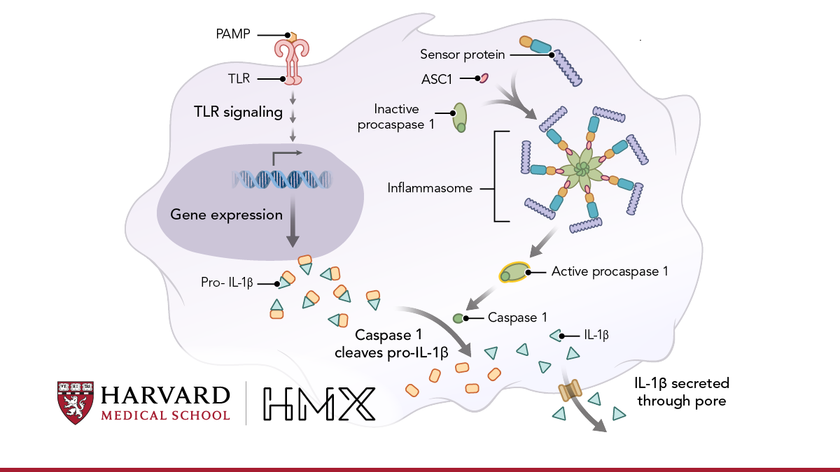 Novel Therapies for Chronic Inflammation, Autoimmunity, and Allergy ...