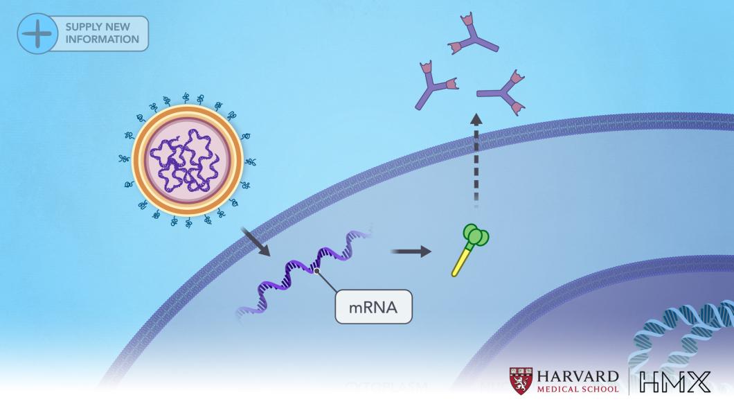Nucleic Acid Therapeutics | Harvard University