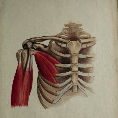 Human Anatomy: Musculoskeletal Cases | Harvard University