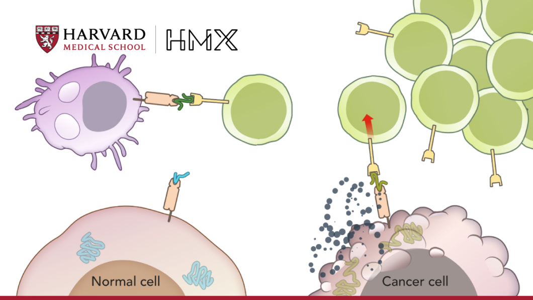 HMX Immunology | Harvard University