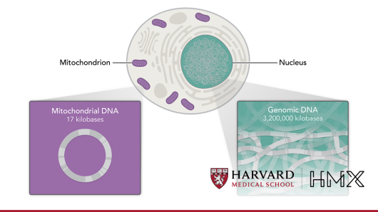 Genetics Courses | Harvard University